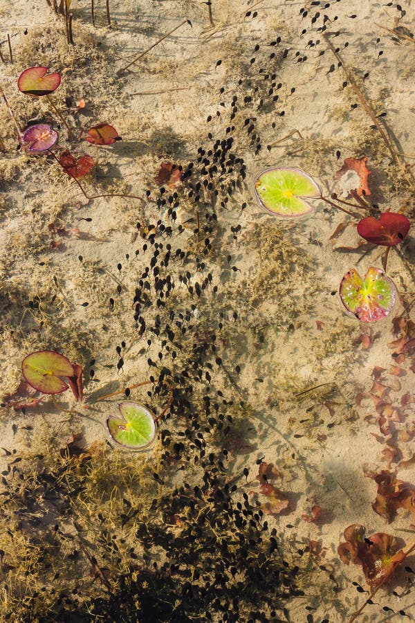 Tadpoles Swim Underwater Pond Stock Image - Image of little, common ...