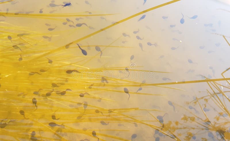 Tadpoles Swimming in the Water Stock Image - Image of polliwog, biology ...