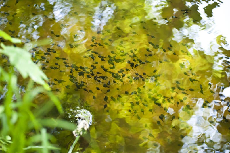 Tadpole Swarm stock image. Image of environment, travel - 86704275
