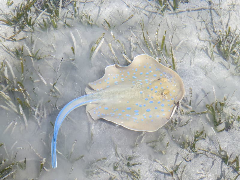 Taeniura Lymma in the Red Sea in Egypt Stock Photo - Image of fish ...