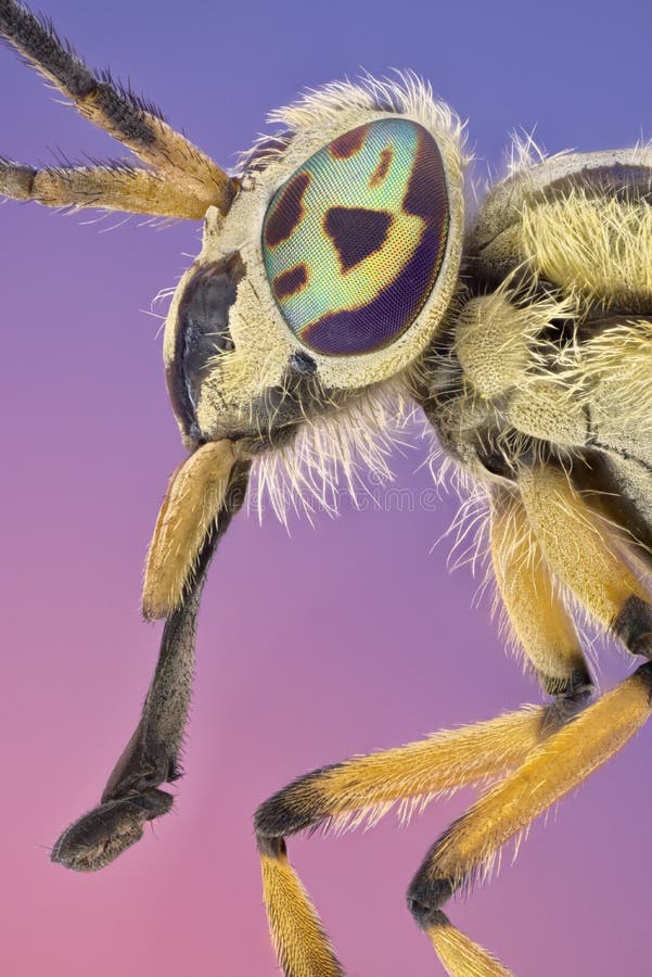 Ritratto Di Un Tafano, Tabanidae Fotografia Stock - Immagine di brullo ...