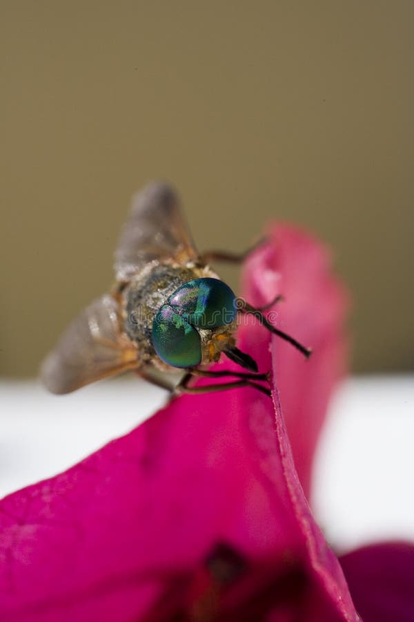 Colpo a Macroistruzione Del Tafano Fotografia Stock - Immagine di ...