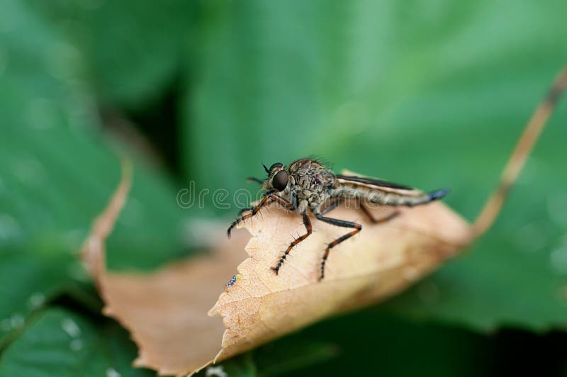 Tafano Del Gad Dell'insetto Immagine Stock - Immagine di chiusura ...