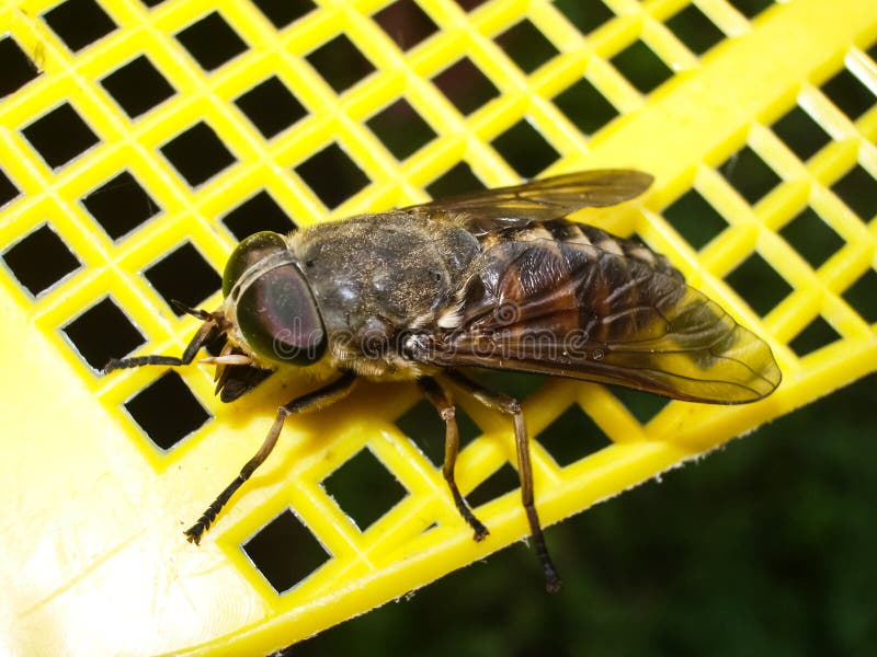 Colpo A Macroistruzione Del Tafano Fotografia Stock - Immagine di ...