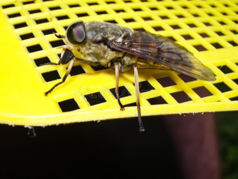 Il Tafano Dell'insetto Ha Conficcato Il Sangue Umano Della Bevanda E ...