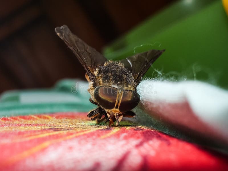 Tafano Del Gad Dell'insetto Immagine Stock - Immagine di lunghezza ...