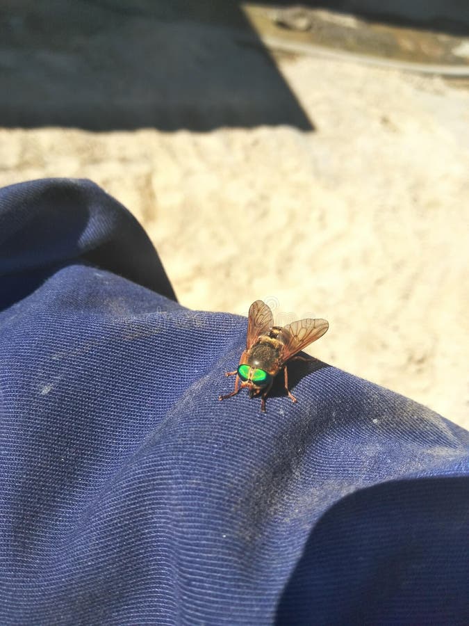 Tafano - Insetto Pericoloso Immagine Stock - Immagine di entomologia ...