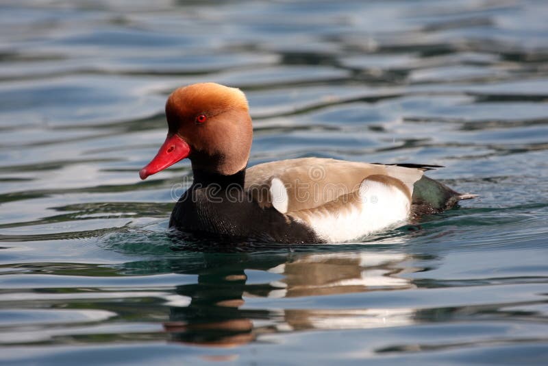 Tafeleend met rode kuif stock foto. Image of water, wild - 10452320