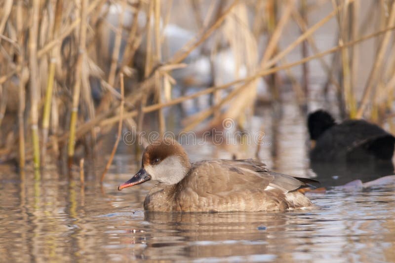 Tafeleend met rode kuif stock foto. Image of vogel, donau - 29471108