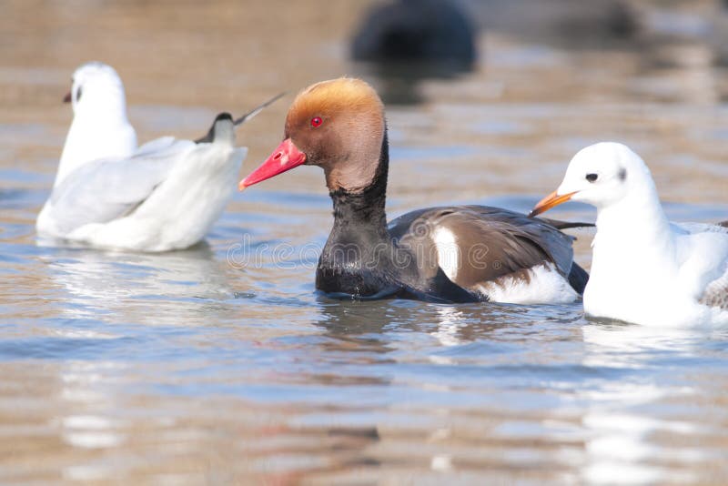 Tafeleend met rode kuif stock foto. Image of vogel, donau - 29471108