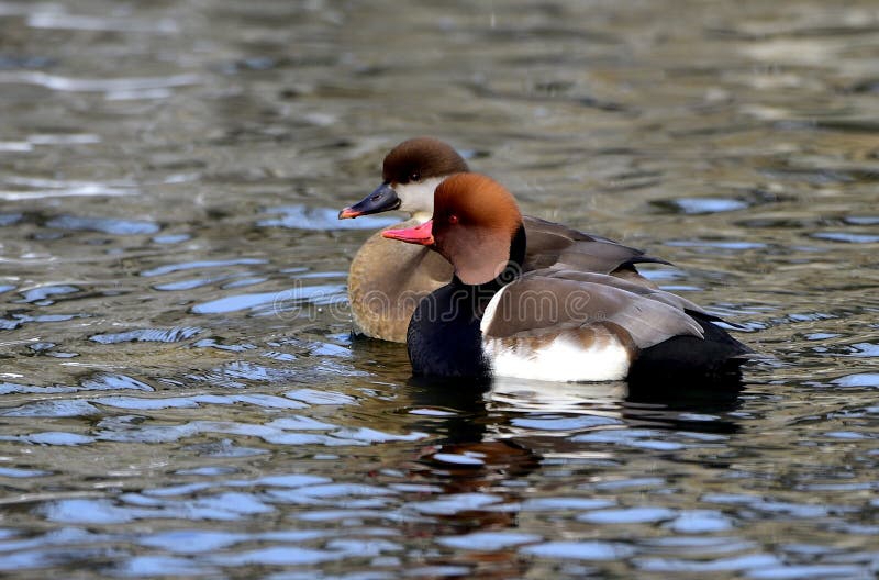 Tafeleend met rode kuif stock afbeelding. Image of gewervelde - 49333191