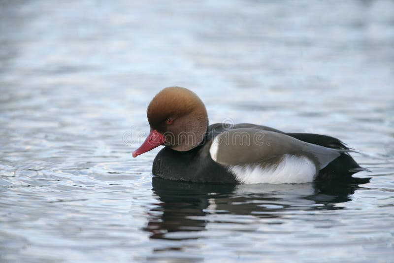 Tafeleend Met Rode Kuif, Netta-rufina Stock Afbeelding - Image of wild ...