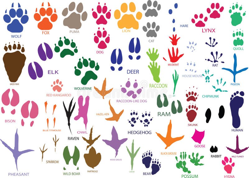 Djurspår Fotavtryck Av Svan, Lampa Och åsna, Katt Enstaka Vektorer ...