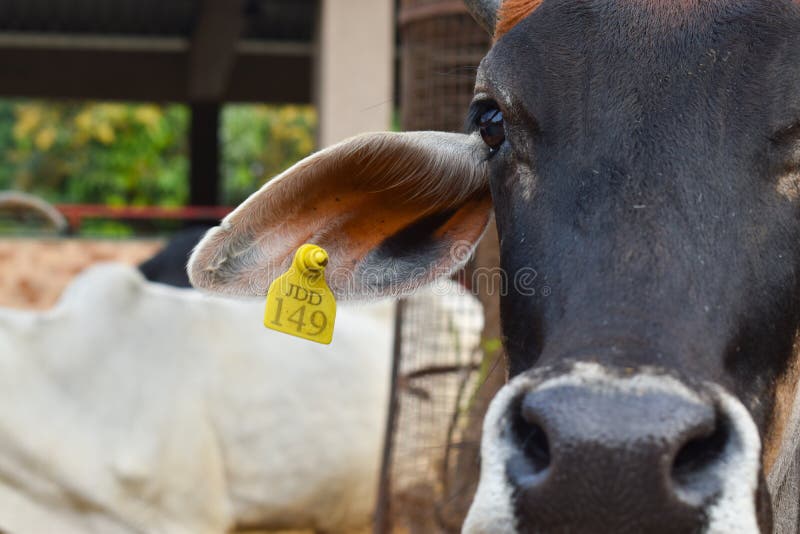 Tag on Cow Left Ear .Closeup Photo of Cow Editorial Stock Photo - Image ...