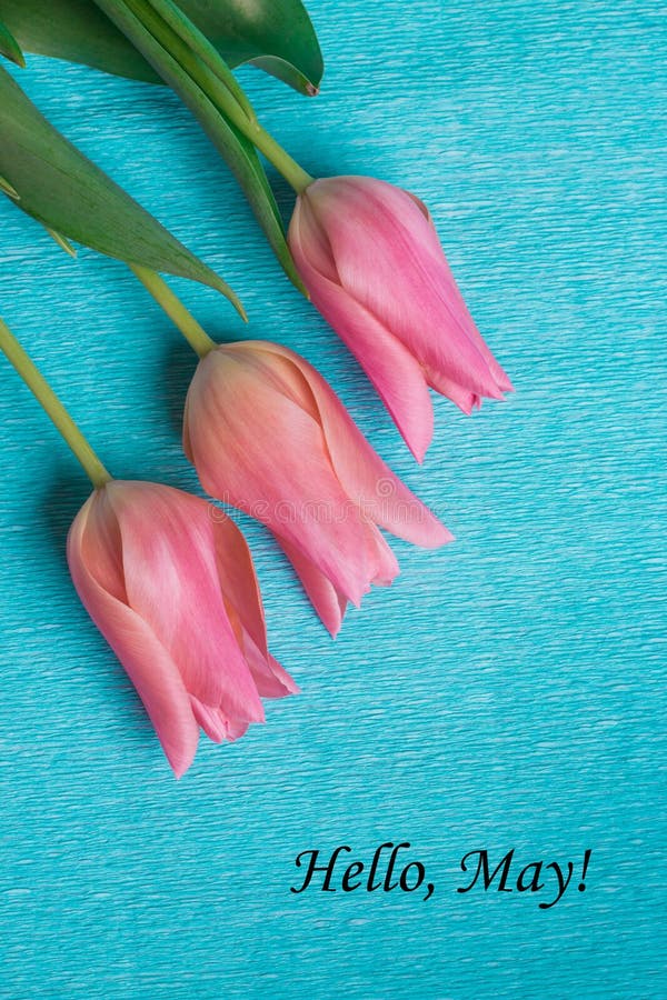 Tag Hello May with Three Pink Tulips Stock Photo - Image of hello, gift ...