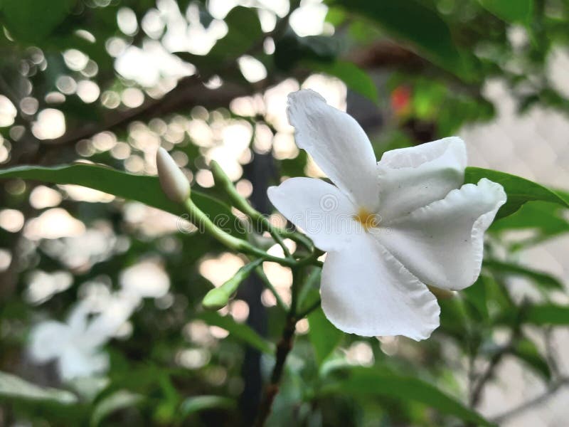 Tagar Flower Stock Photos - Free & Royalty-Free Stock Photos from ...