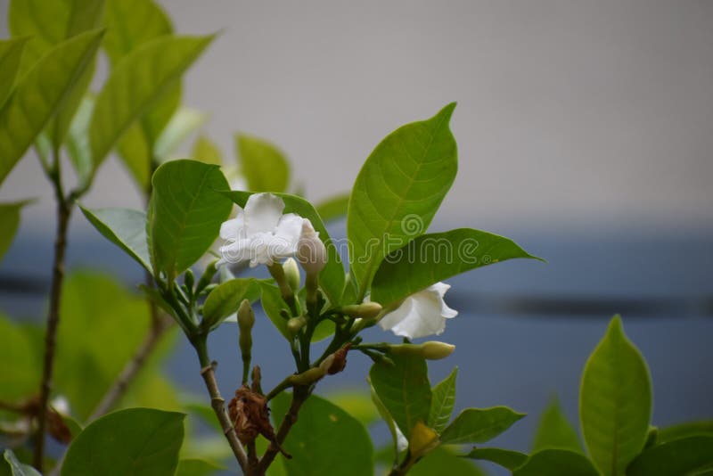 Tagar flower stock photo. Image of yellow, branch, herb - 199675768