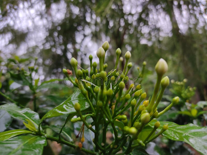 Tagara Plant Stock Photos - Free & Royalty-Free Stock Photos from ...