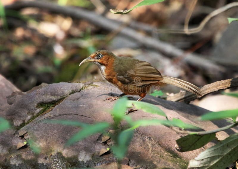 Tagarela da cimitarra foto de stock. Imagem de bico - 118159500