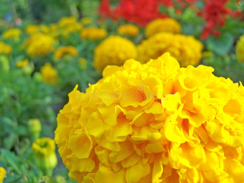 Tagetes erecta stock image. Image of detail, seasonal - 5406153