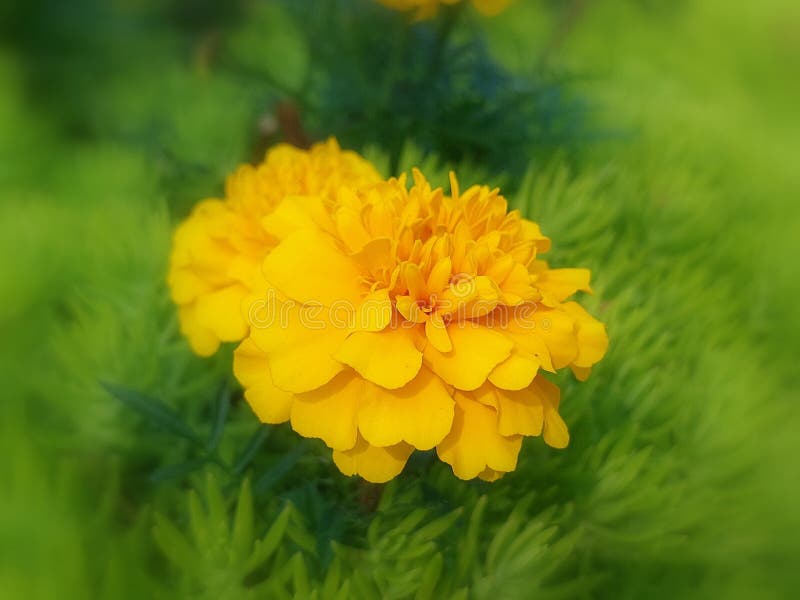 Tagetes Erecta (Aztec Marigold) Stock Image - Image of flower, tagetes ...