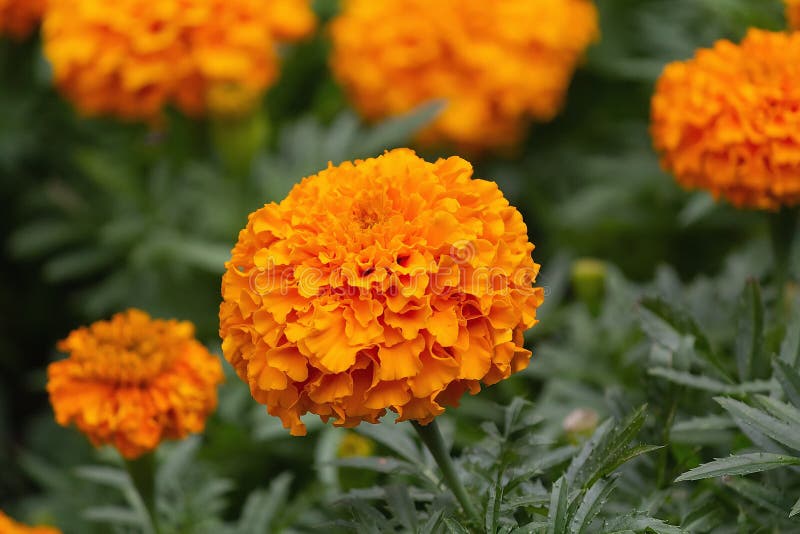 Tagetes Erecta. Close Up of Beautiful Orange Marigold Flowe Stock Photo ...