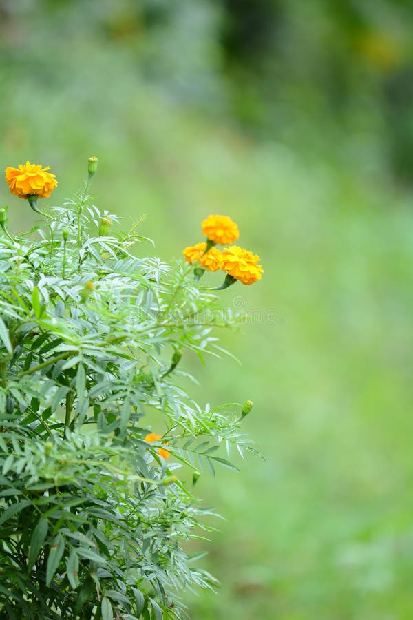 Erecta Daspethiya Stock Photos - Free & Royalty-Free Stock Photos from ...