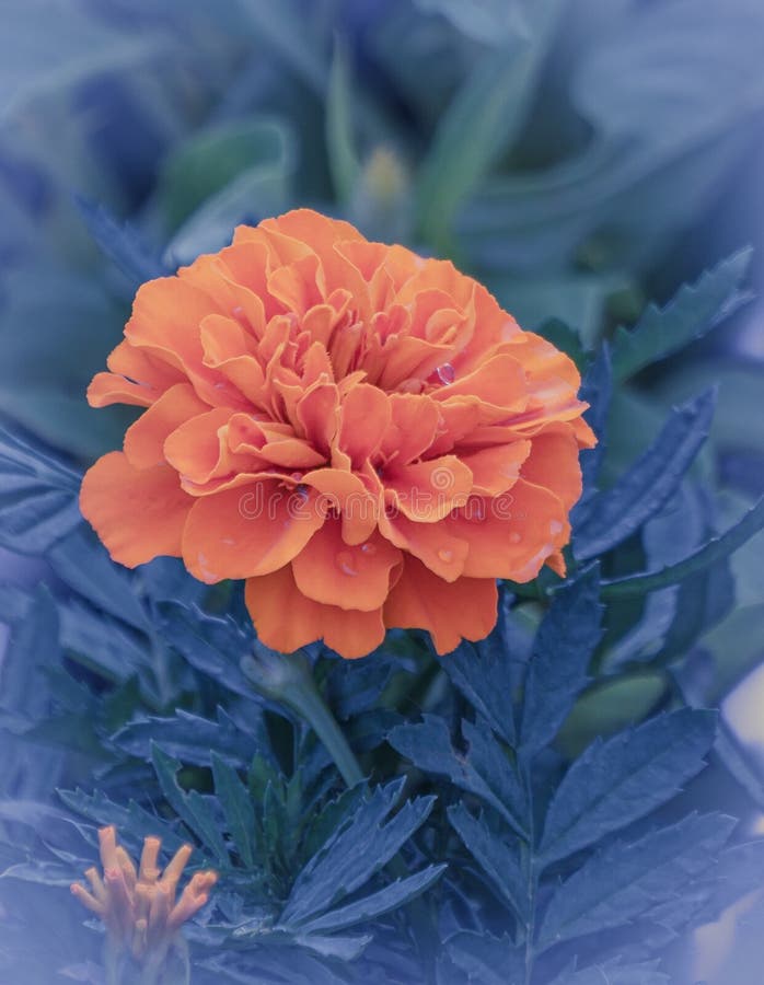 Tagetes erecta L stock photo. Image of contrast, flower - 229999316