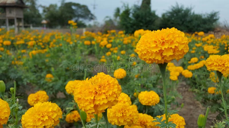Tagetes erecta L. stock photo. Image of yellow, tagetes - 83523736