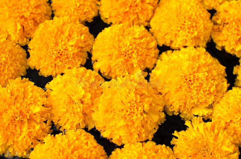 Tagetes Erecta L or Marigold Beautiful Flower Stock Photo - Image of ...