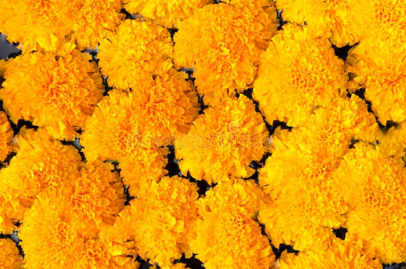 Tagetes Erecta L or Marigold Beautiful Flower Stock Image - Image of ...