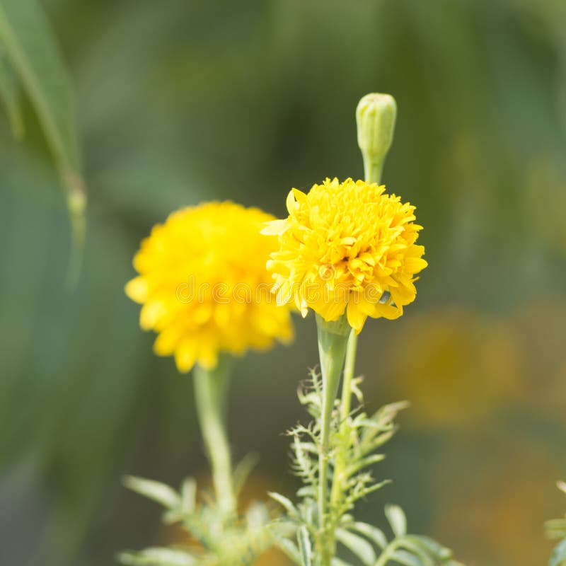 Tagetes Erecta L. or Marigold in Garden Stock Photo - Image of grow ...