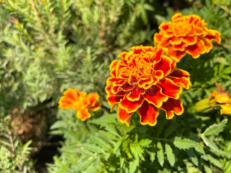 Tagetes erecta L stock photo. Image of yellow, erecta - 369046202