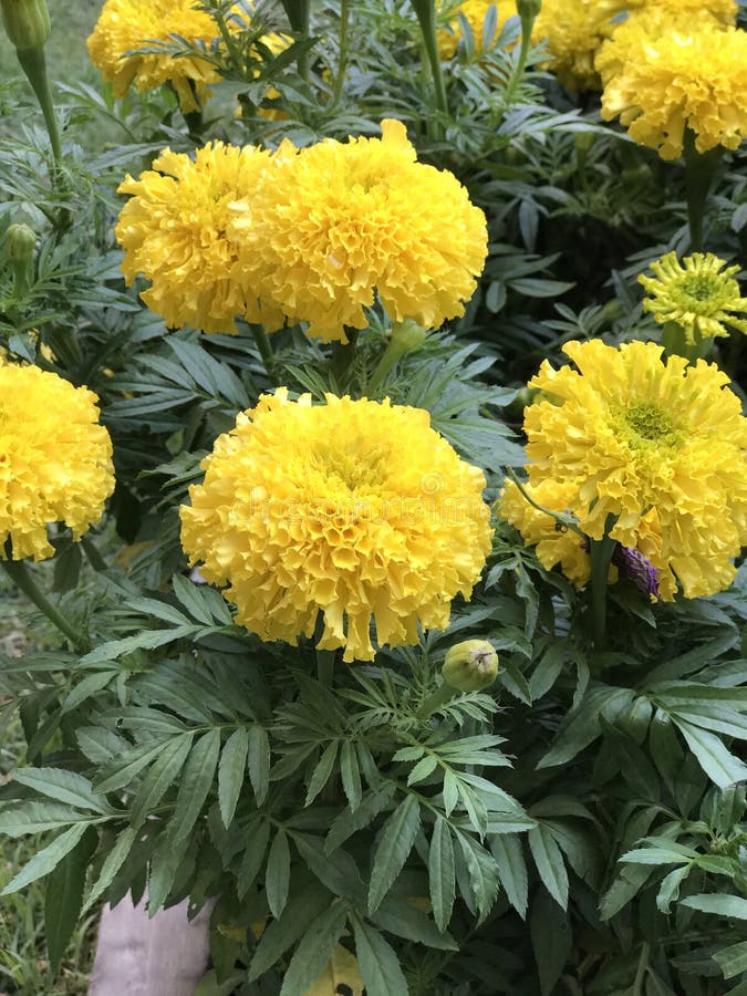 Mexican Marigold Flower