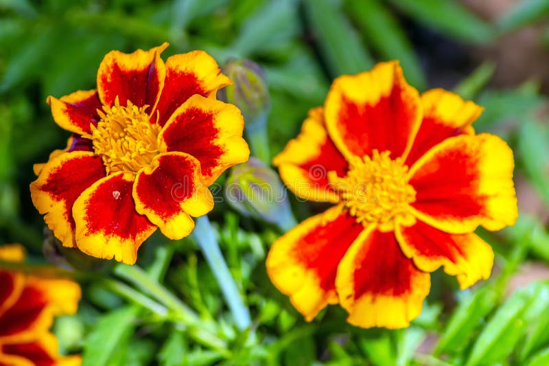 Tagetes Erecta: Natural Beauty of Marigold Stock Image - Image of flora ...
