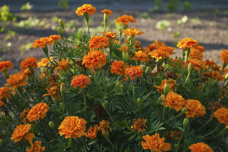 Tagetes Erecta Orange Autumn Closeup Stock Photo - Image of beautiful ...