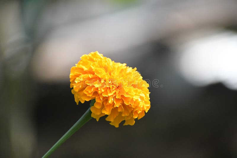Tagetes ErectaPlantmarigold Stock Image - Image of mexico, erectaplant ...