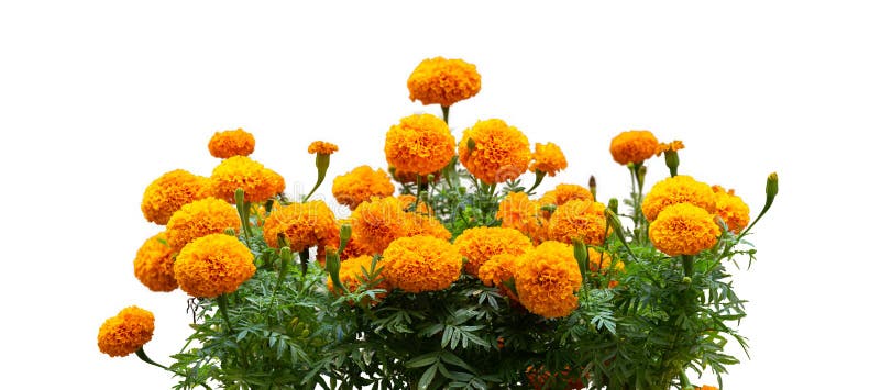 The Tagetes Erecta Tree Isolate on White Background, High Resolution ...