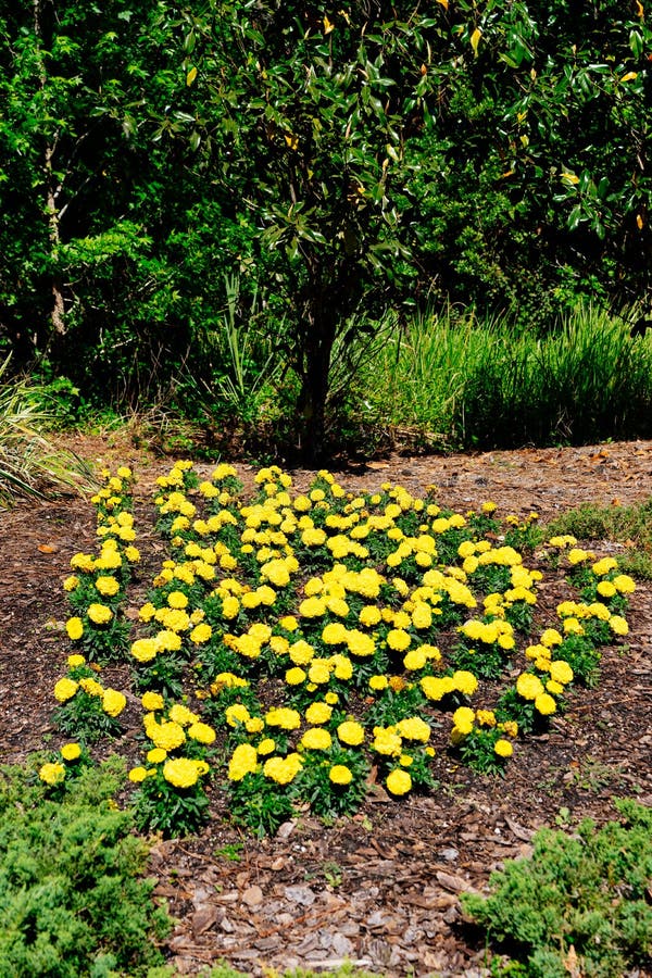 Yellow Tagetes Erecta Flower Stock Image - Image of gold, meadow: 216295593