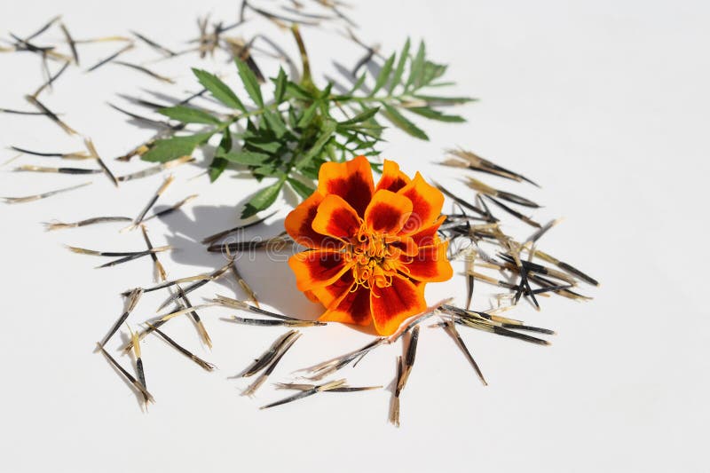 Tagetes flower with seeds stock image. Image of french - 333508895