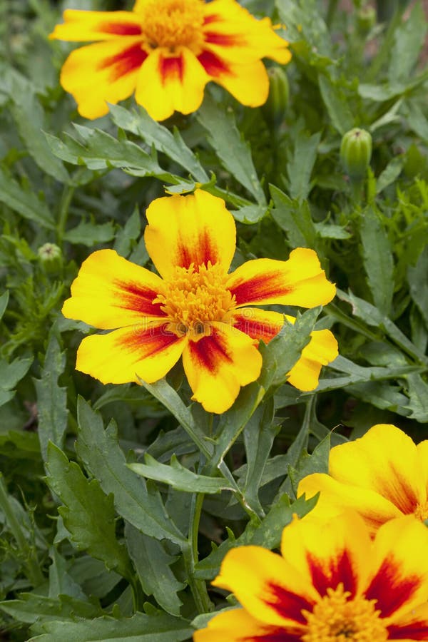 Tagetes flowers stock photo. Image of medicine, plant - 28821954