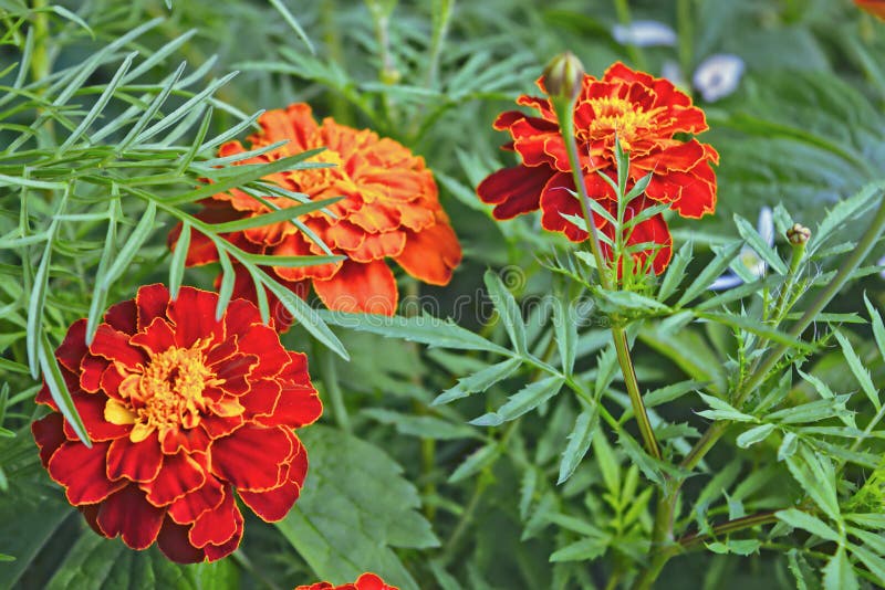 Tagetes in the Garden. Tagetes Garden Flowers Stock Photo - Image of ...