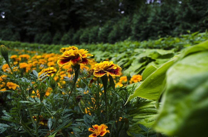 Tagetes in the Garden. Tagetes Garden Flowers. Tagetes - Magic Flowers ...
