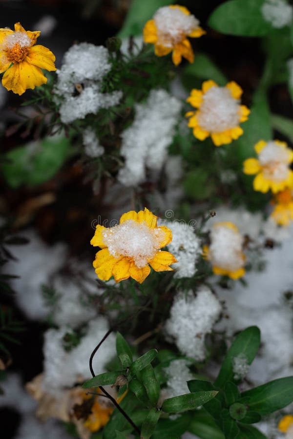 Tagetes Marigold Yellow Flower Under Snow Stock Image - Image of white ...