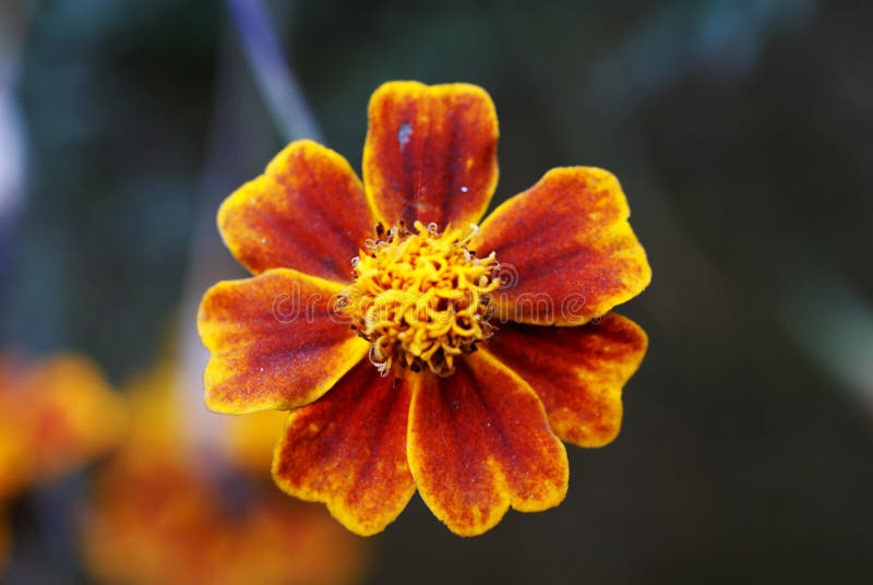 Tagetes patula stock photo. Image of america, leaf, marigold - 13504998