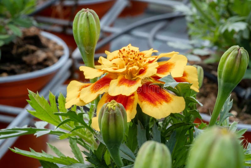 Tagetes Patula `Durango` Flowers Grow in a Greenhouse Stock Photo ...