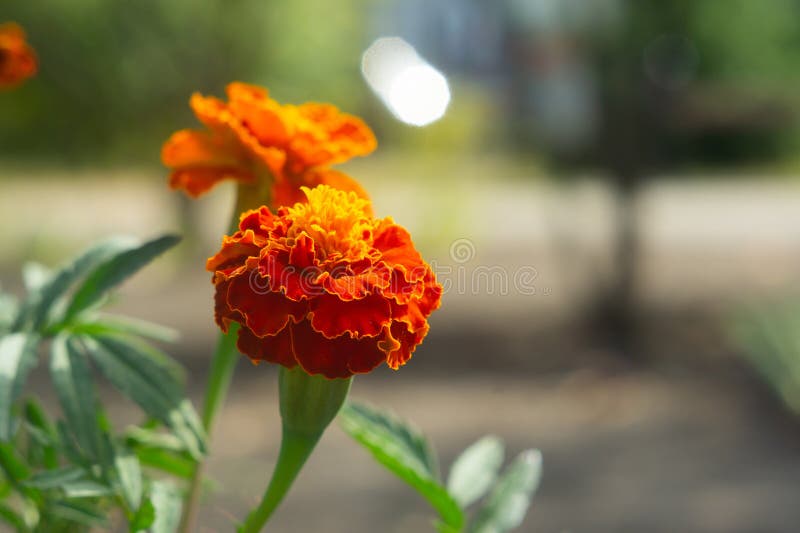 Tagetes Patula Durango Red Marigold. Stock Image - Image of yellow ...