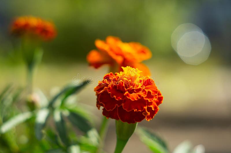 Tagetes Patula Durango Red Marigold. Stock Photo - Image of botany ...
