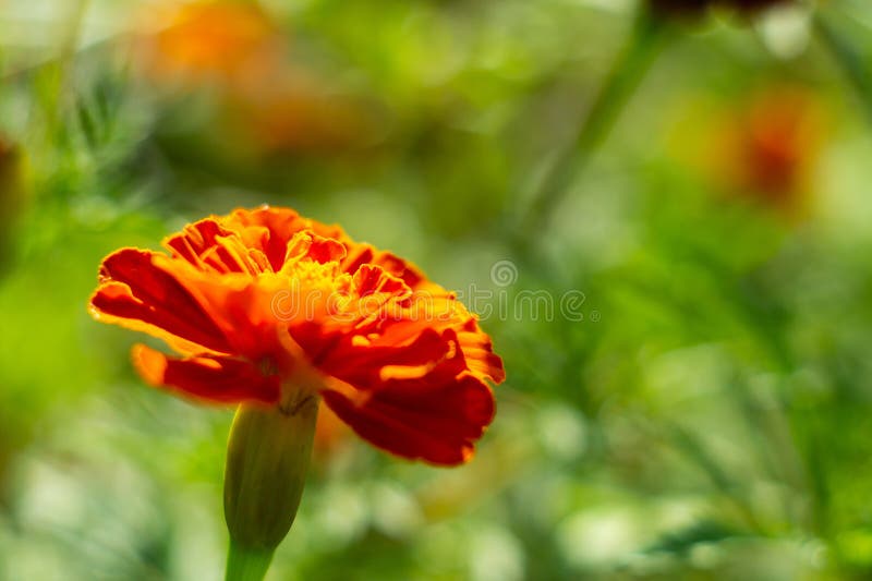 Tagetes Patula Durango Red Marigold. Stock Photo - Image of wallpaper ...