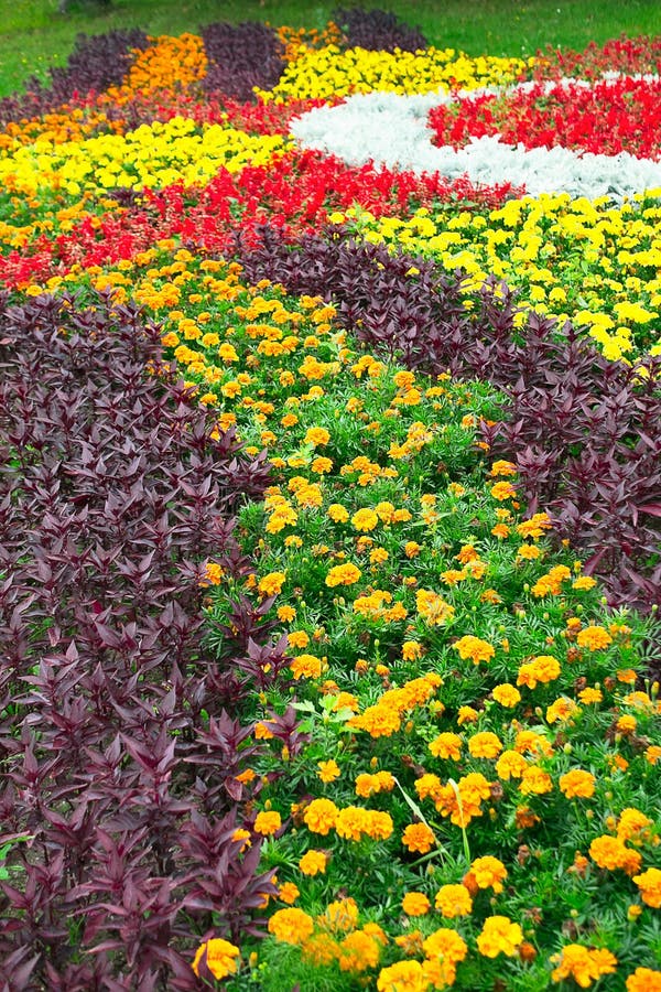 Tagets on a flower bed stock photo. Image of field, orange - 37284936